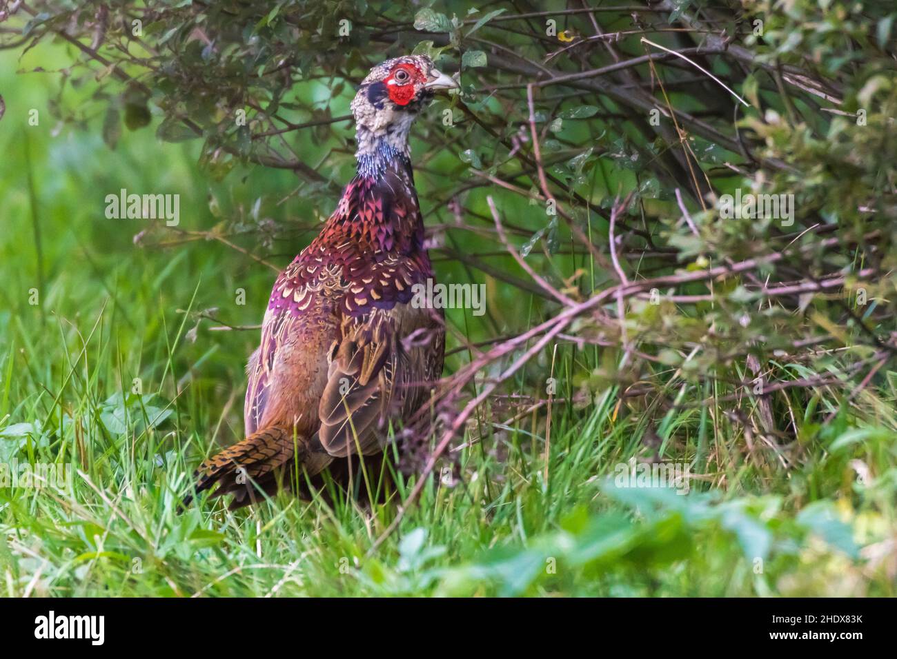 common pheasant, pheasants Stock Photo - Alamy
