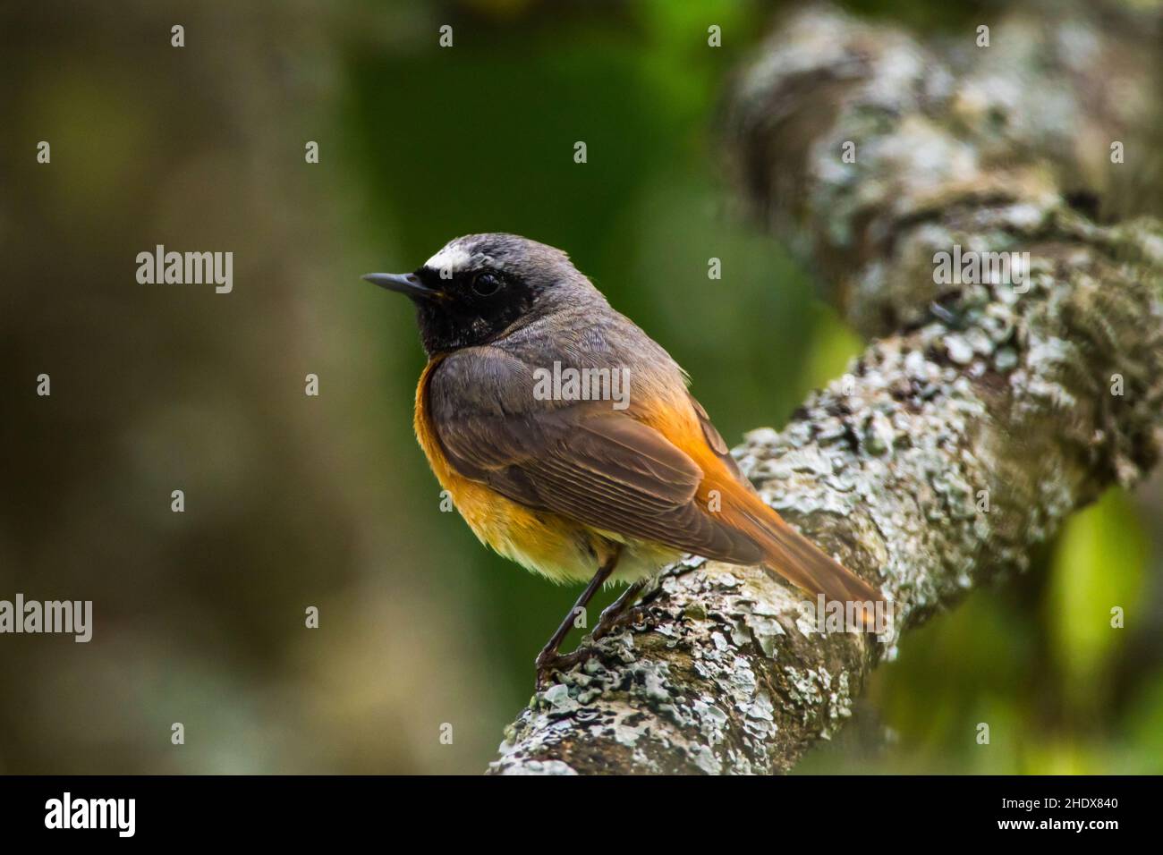 garden redstart, redstarts Stock Photo - Alamy