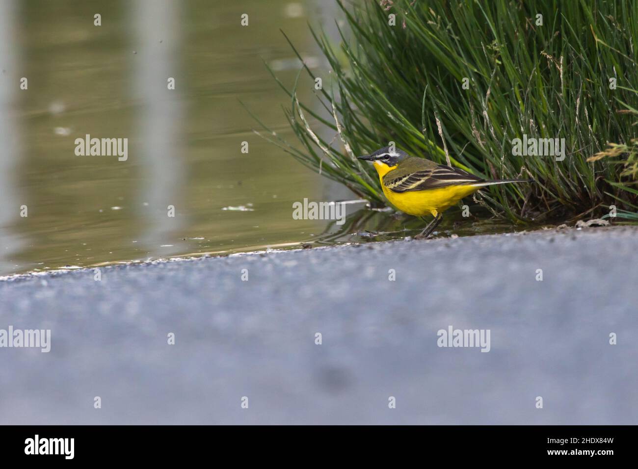 blue-headed wagtail, yellow wagtails Stock Photo - Alamy