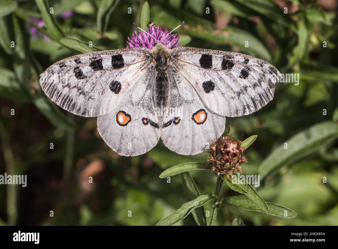 red list, swallowtail butterfly, red lists, swallowtail butterflies ...