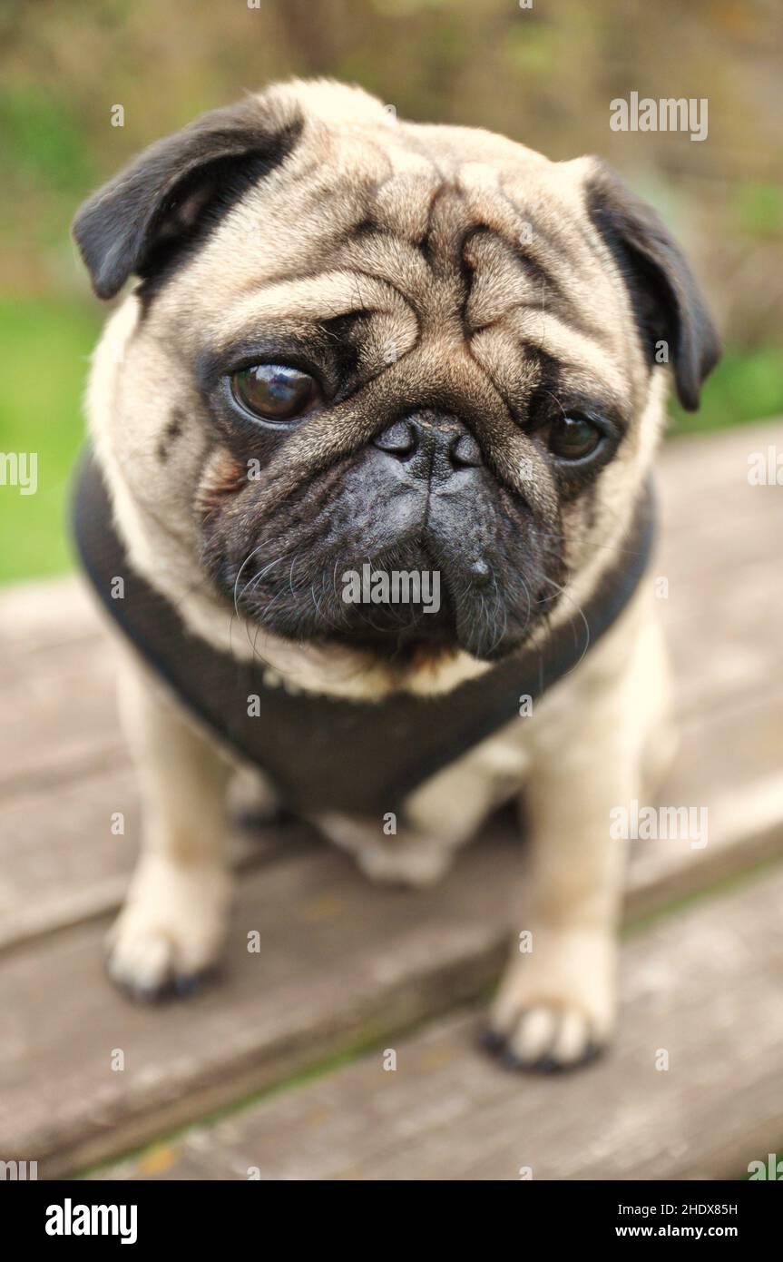 purebred dog, pug, purebred dogs, pugs Stock Photo - Alamy