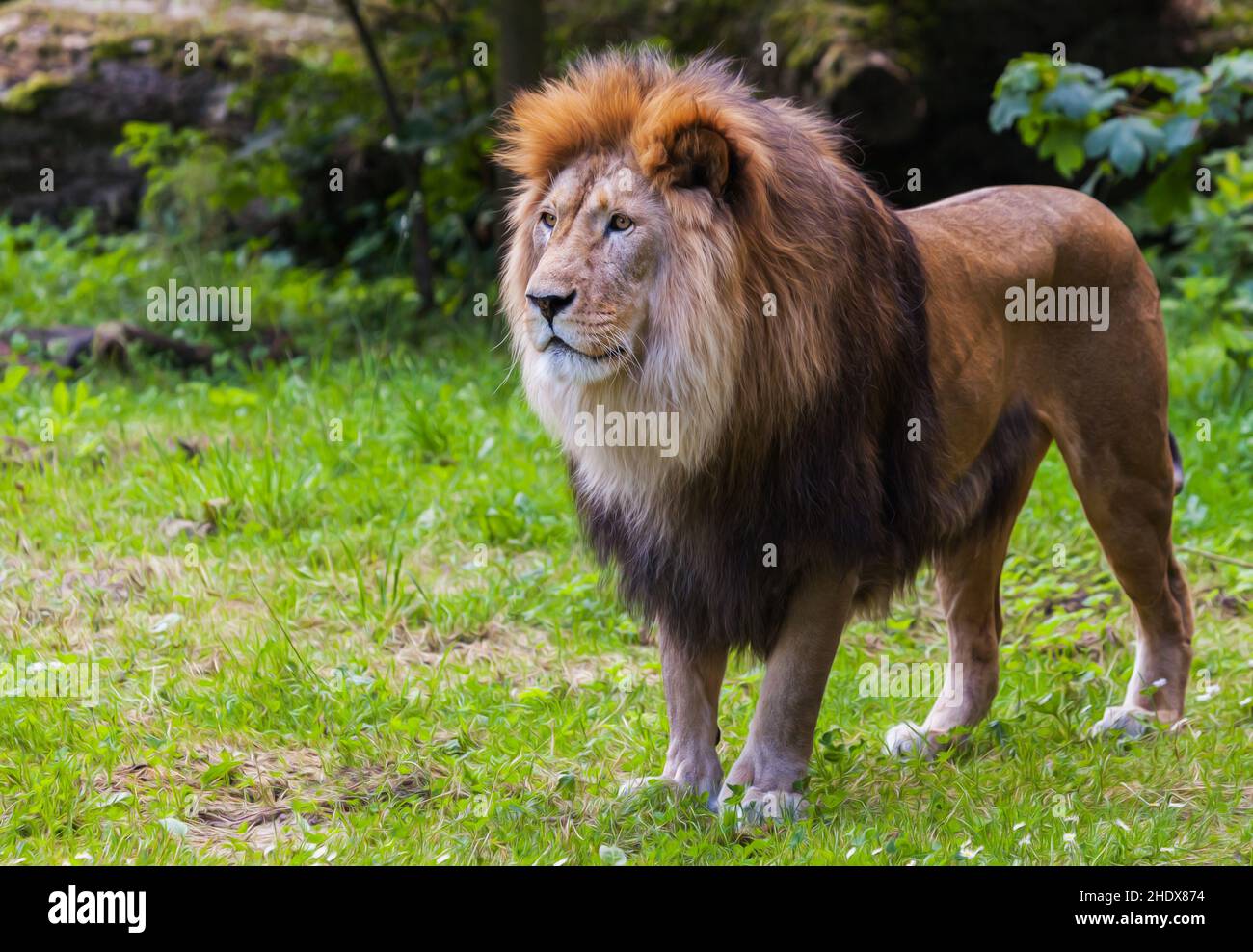 lion, leo, lions Stock Photo - Alamy