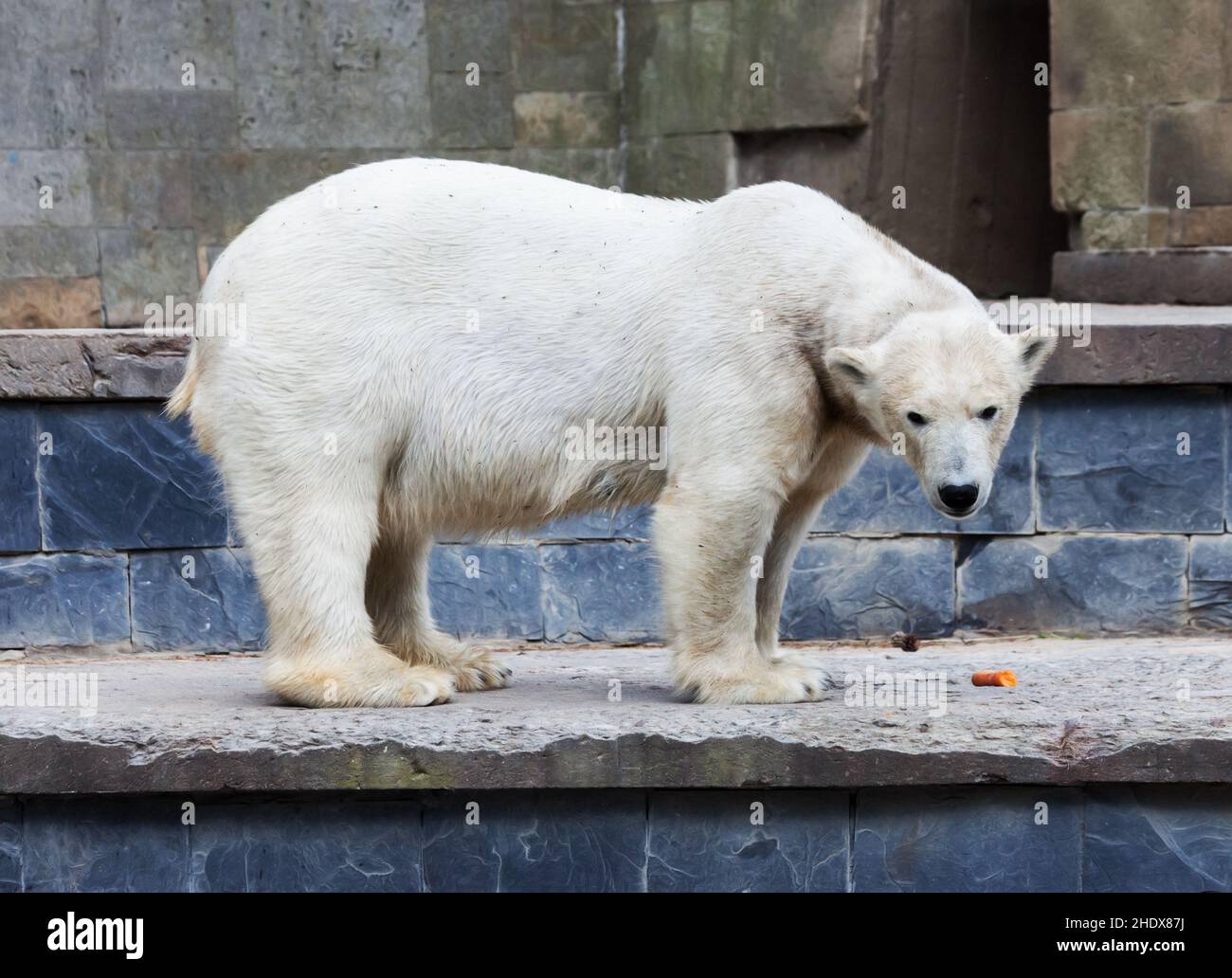 bear, polar bear, bears, polar bears Stock Photo - Alamy