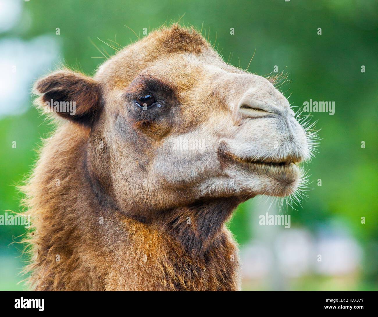 Camel heads hi-res stock photography and images - Alamy