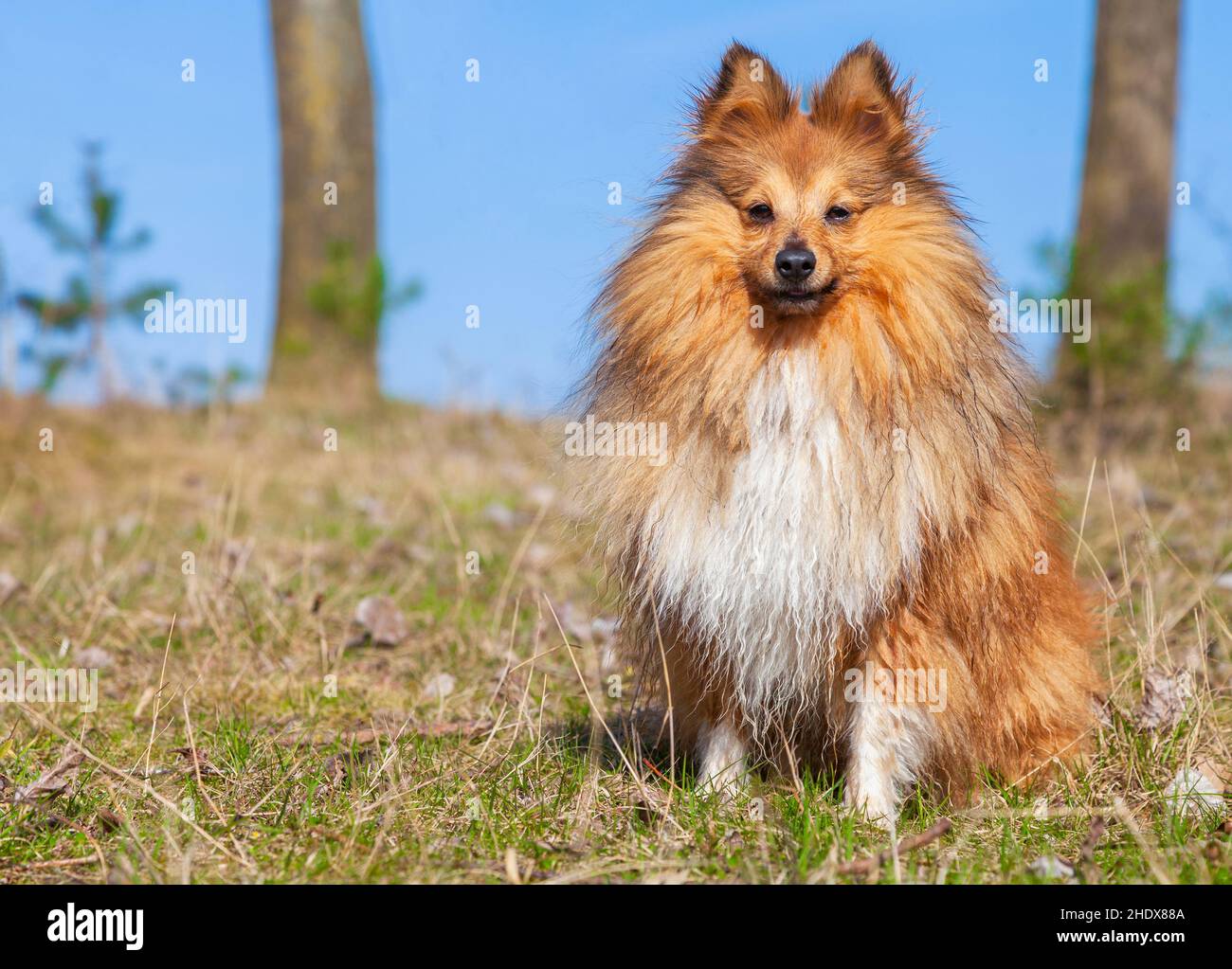 Shelties hi-res stock photography and images - Alamy