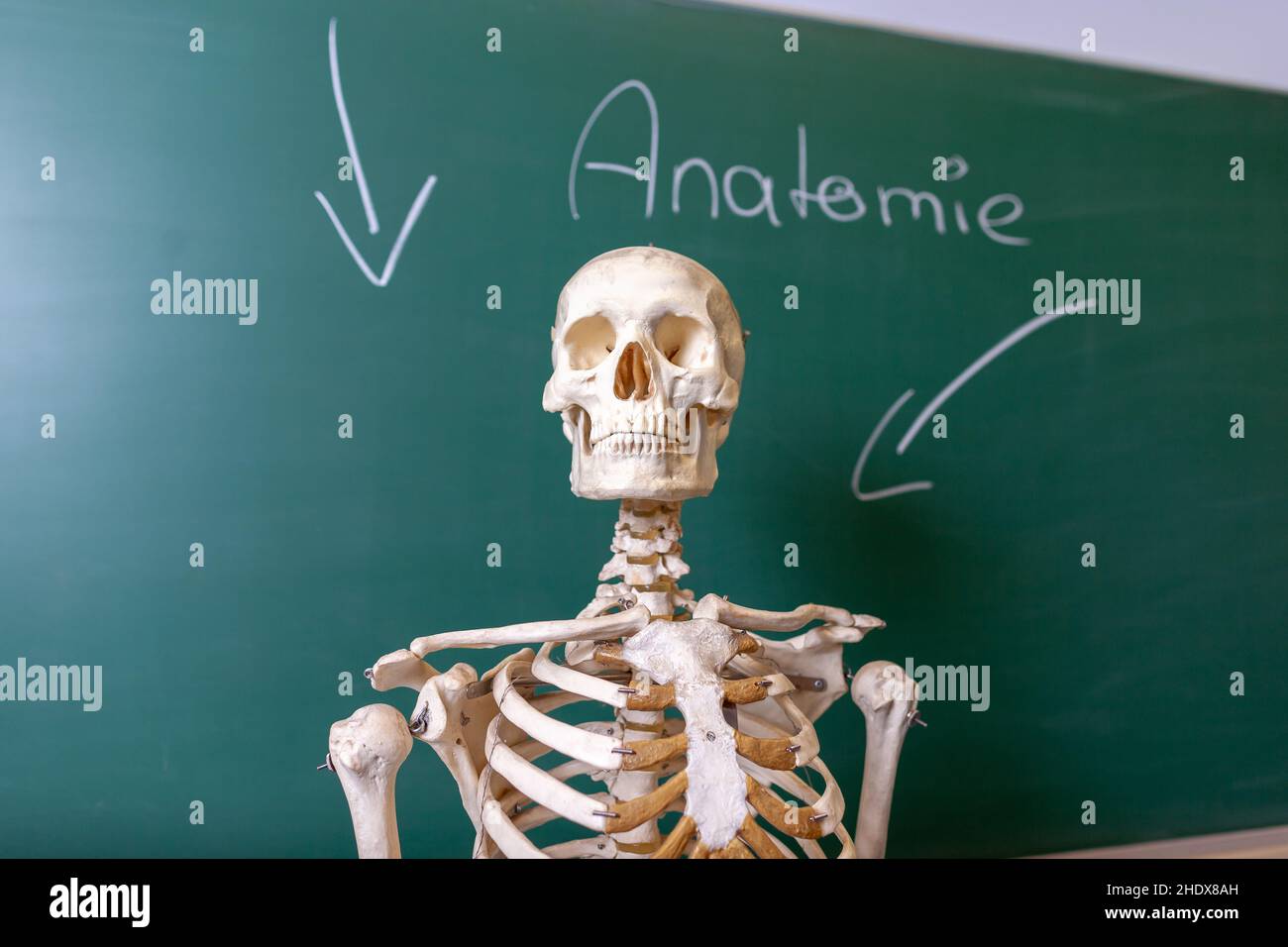 Medicine anatomy skeleton hi-res stock photography and images - Alamy