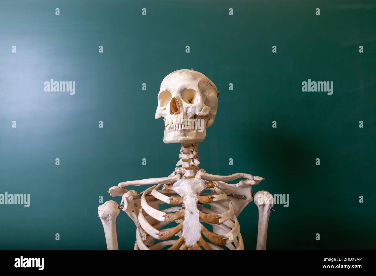 skeleton, anatomy, skeletons, anatomies Stock Photo - Alamy