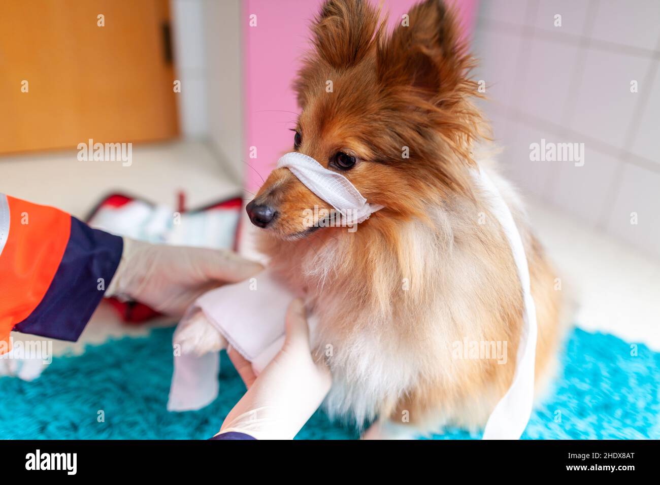 dog, connect, veterinarian, dogs, connects, veterinarians Stock Photo ...