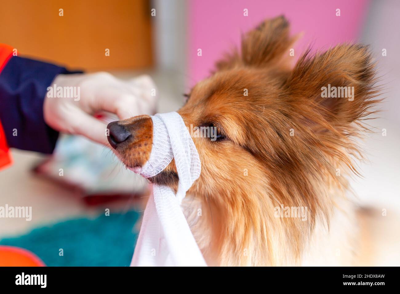 First aid bandage dog hi-res stock photography and images - Alamy