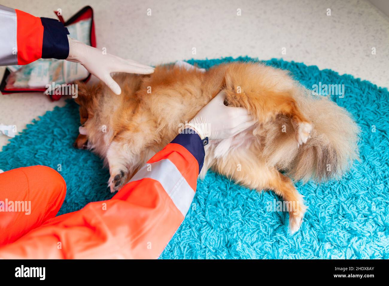 dog, examining, veterinarian, dogs, exam, examination, veterinarians ...