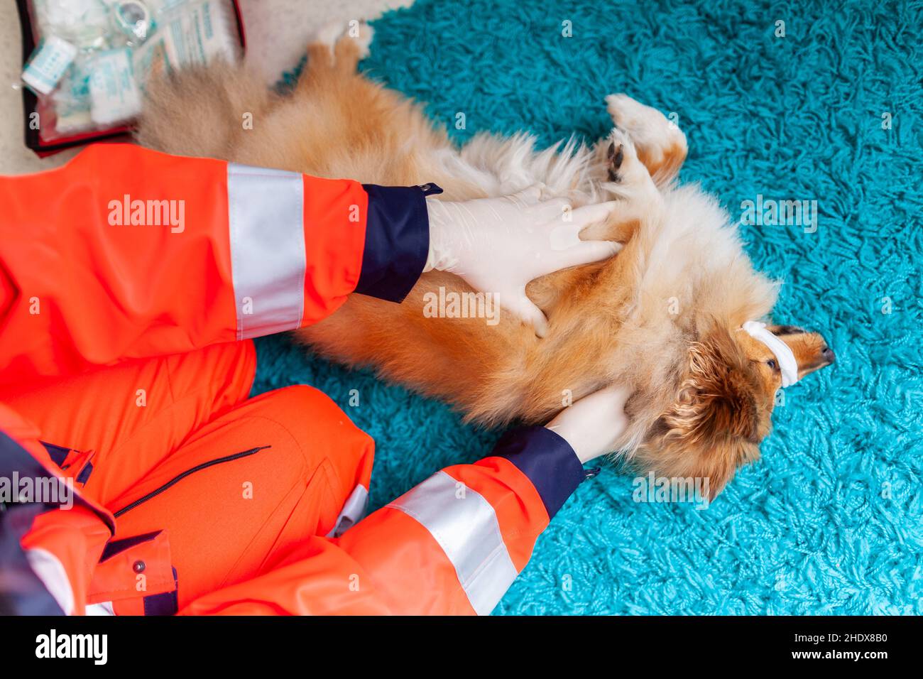 first aid, examining, veterinarian, first aids, exam, examination ...