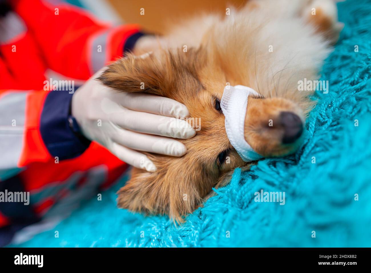 First Aid For Animals High Resolution Stock Photography and Images - Alamy