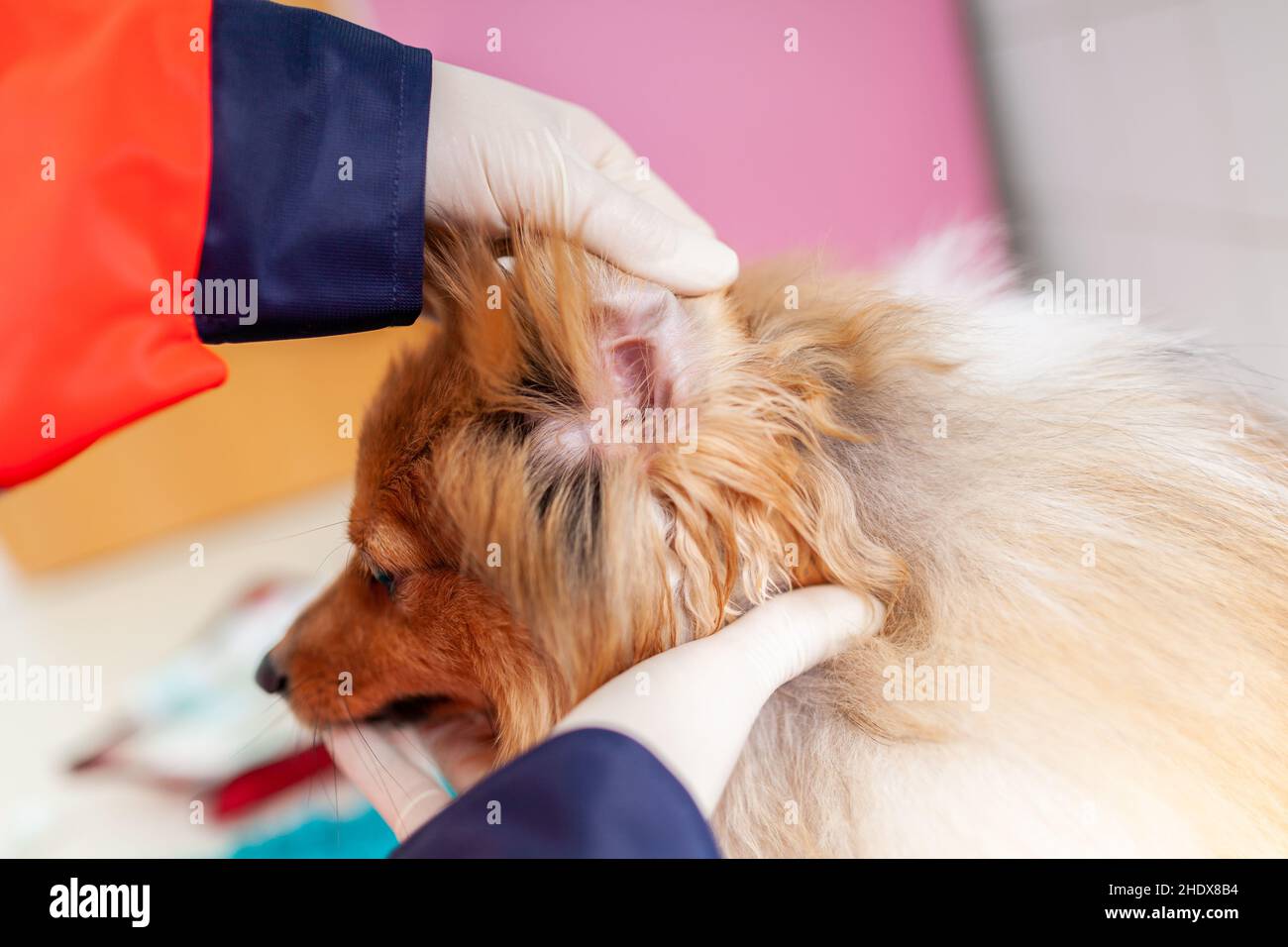 dog, examining, veterinarian, dogs, exam, examination, veterinarians ...