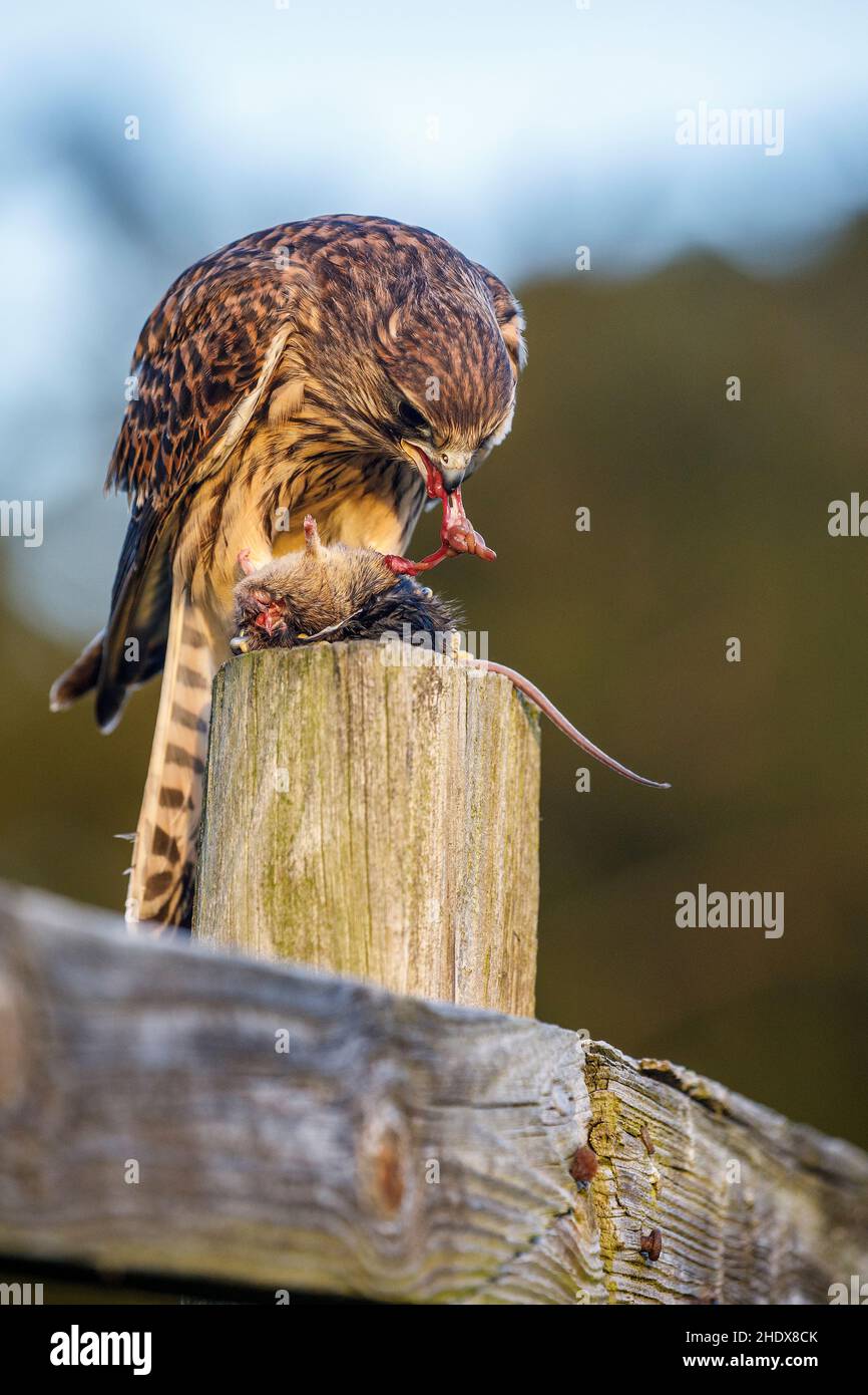 Kestrel with mouse hi-res stock photography and images - Alamy