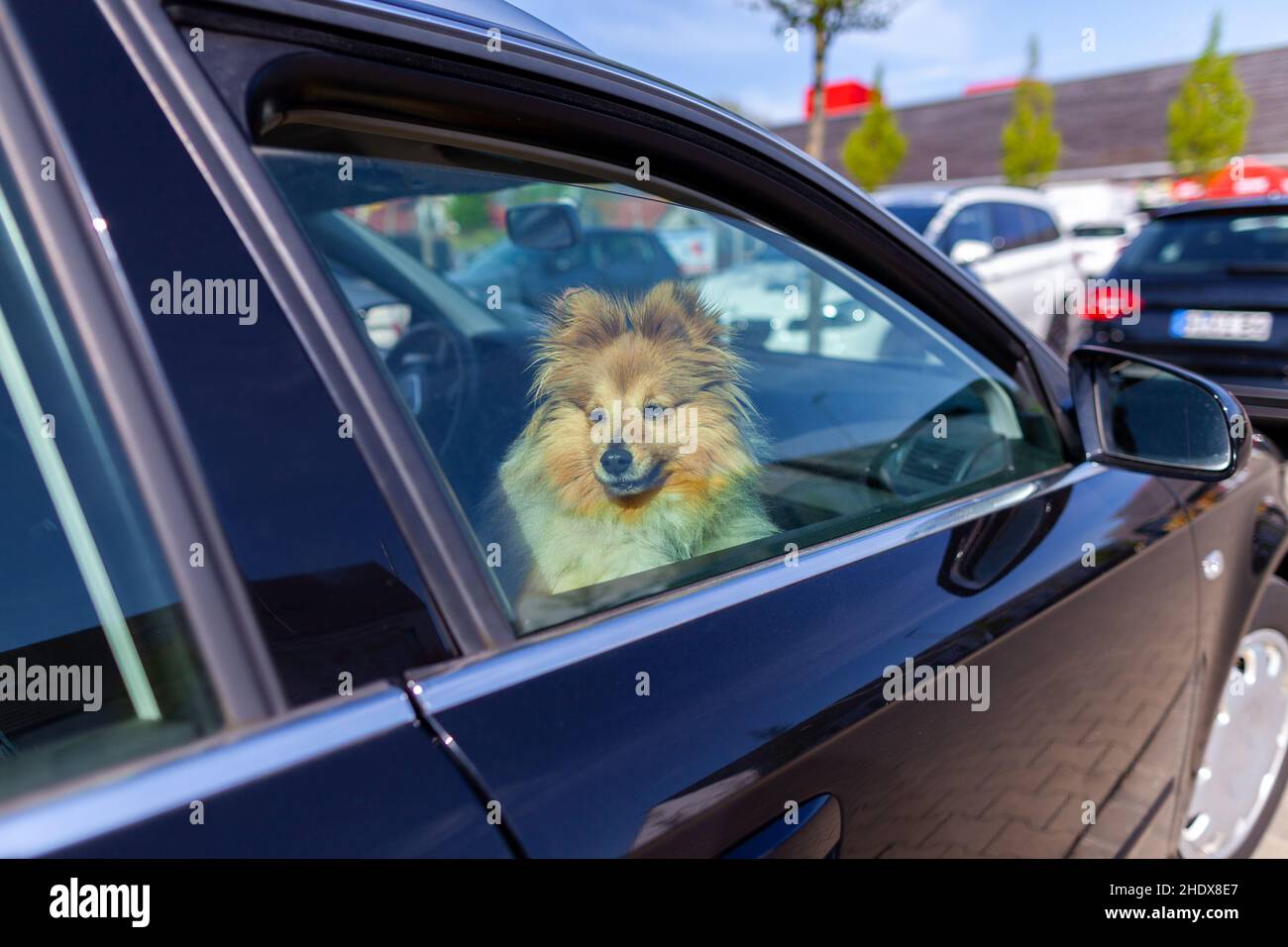 Animal cars hi-res stock photography and images - Alamy