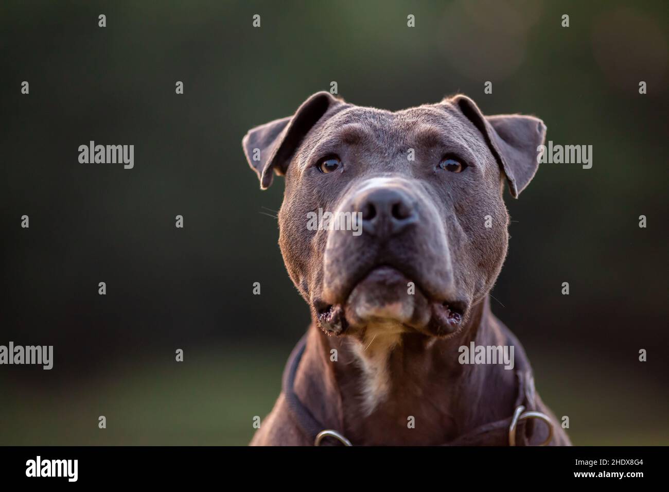 american pit bull terrier, american pit bull terriers Stock Photo - Alamy