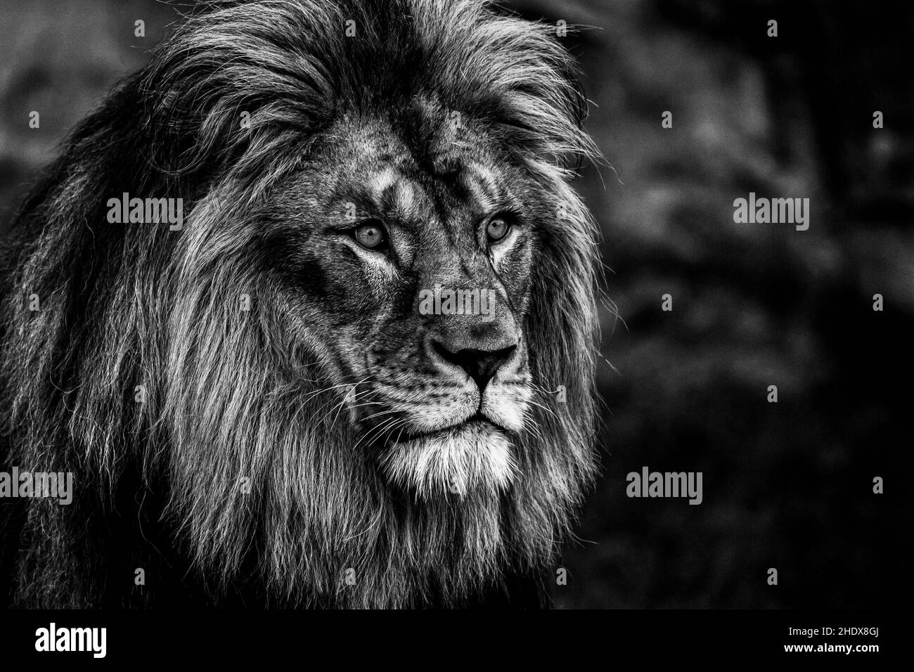 Lion portraits hi-res stock photography and images - Alamy