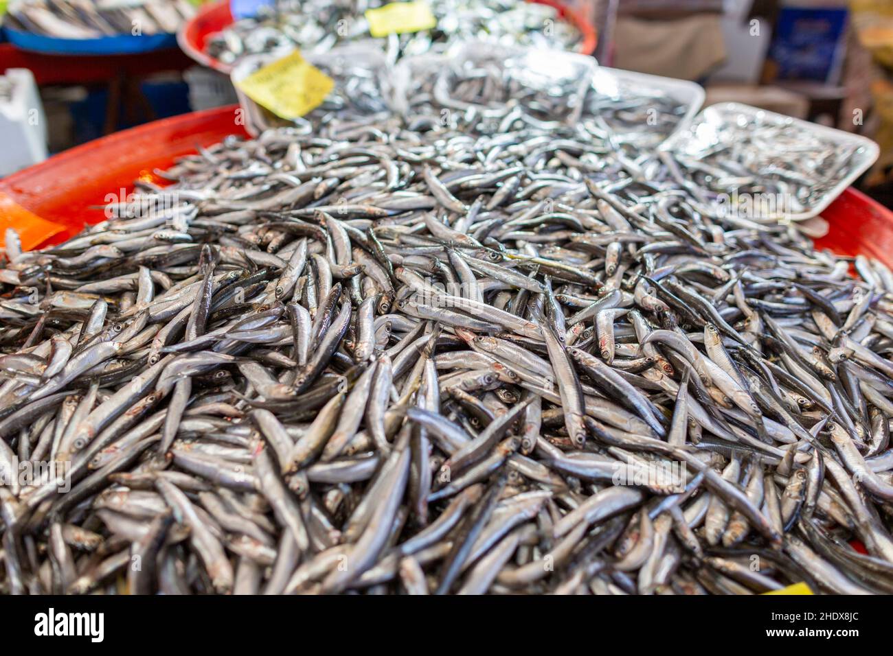 fish, anchovy, fishes, anchovies Stock Photo - Alamy