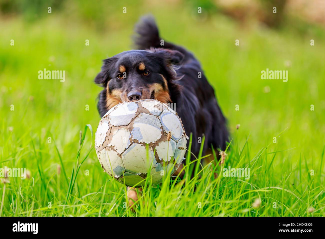 playing, australian shepherd, play Stock Photo - Alamy