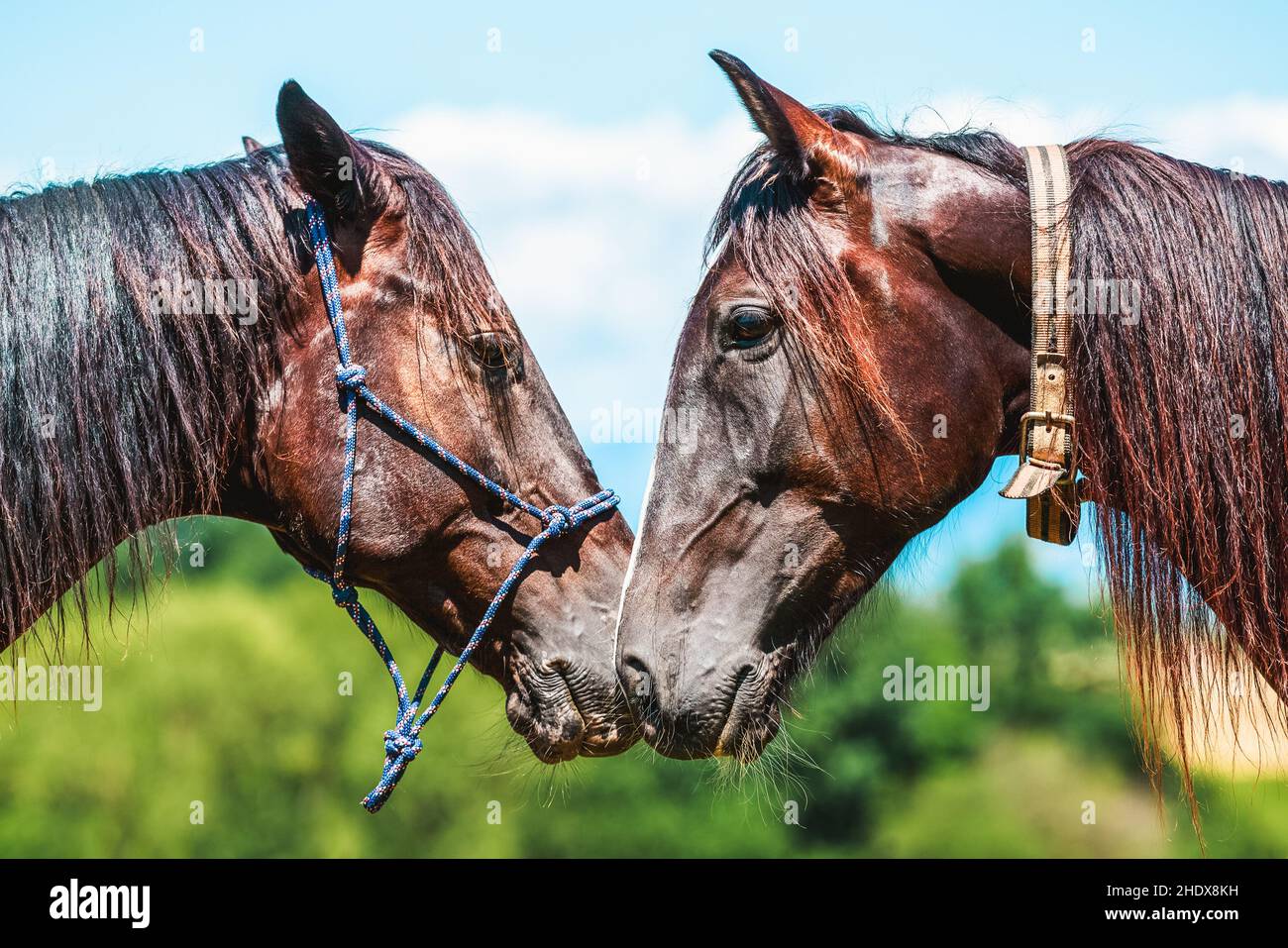 Horses two touching not people hi-res stock photography and images - Alamy