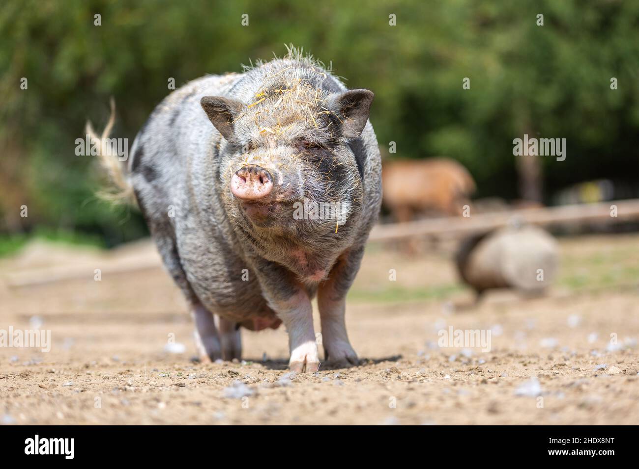 pork, pot bellied pig, porks, pot-bellied pigs Stock Photo - Alamy
