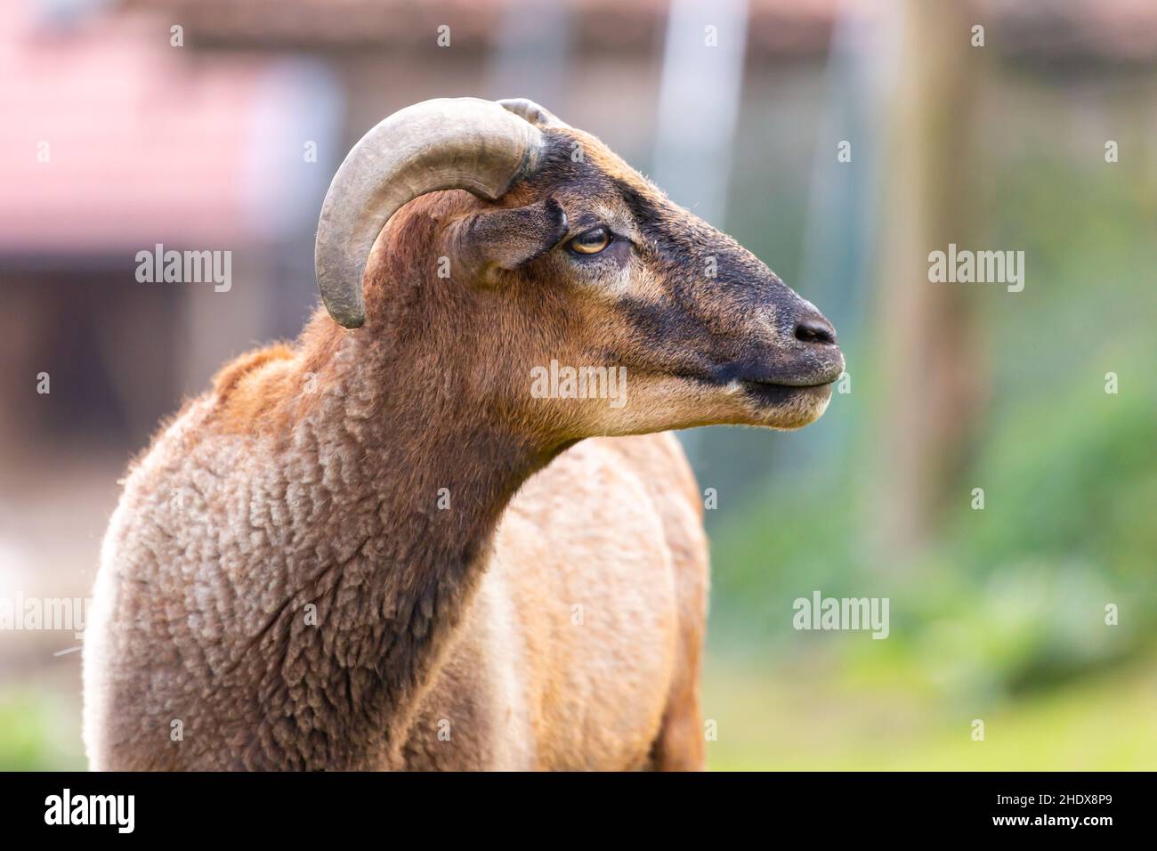 1 spur or horn hi-res stock photography and images - Alamy