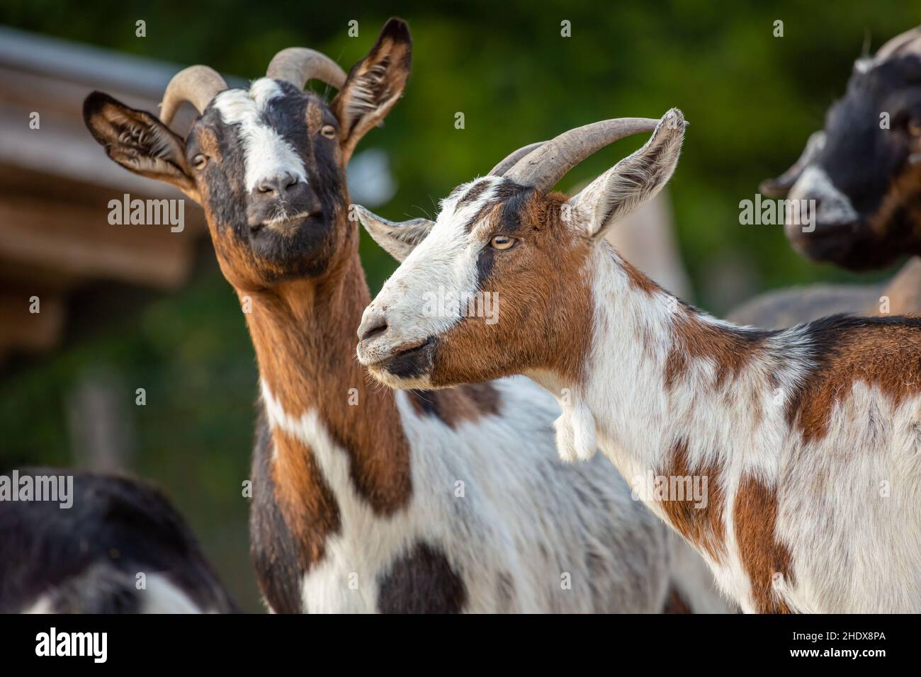 Four goats hi-res stock photography and images - Alamy