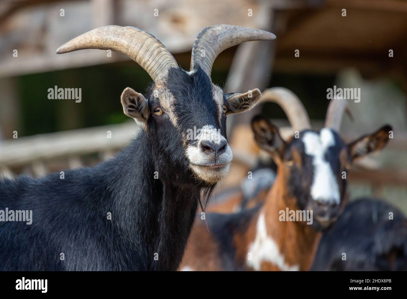 2 two goats hi-res stock photography and images - Alamy