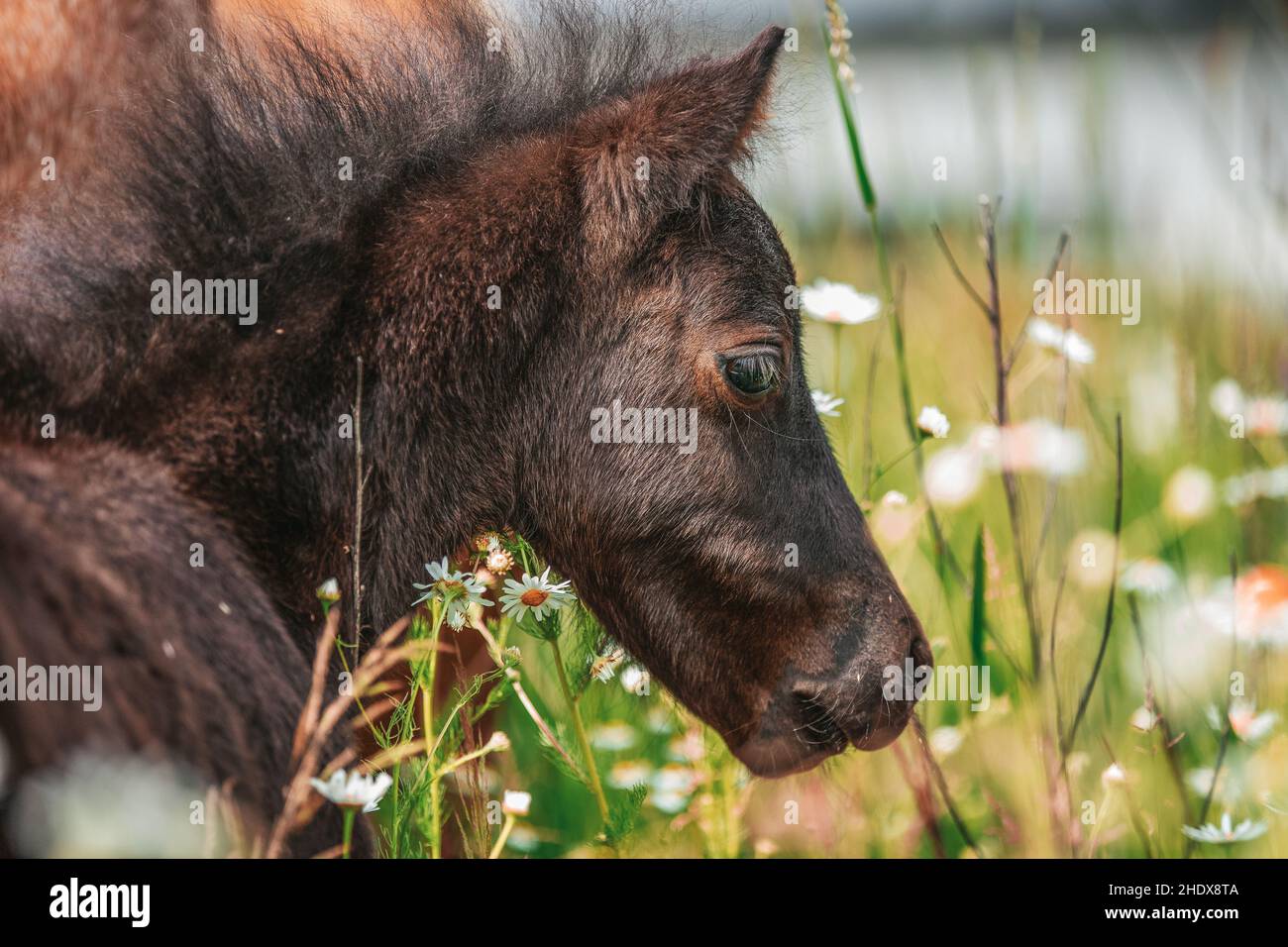 animal portrait, foal, shetland pony, animal portraits, foals, shetland ...