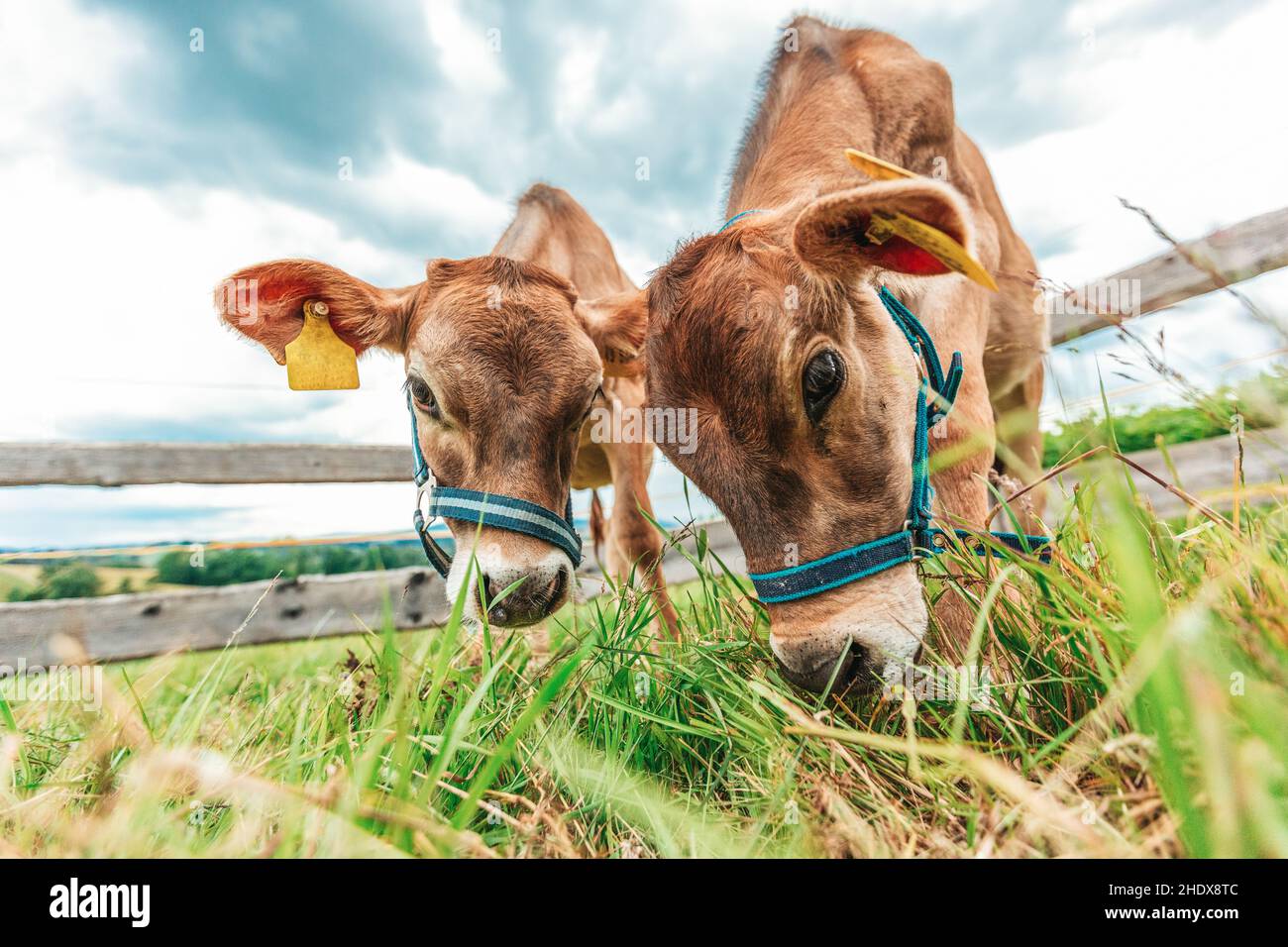 calf, calfs, calves Stock Photo - Alamy