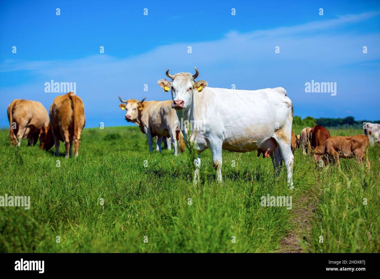 cattle, domestic cattle, cattles, livestock, domestic cattles Stock ...