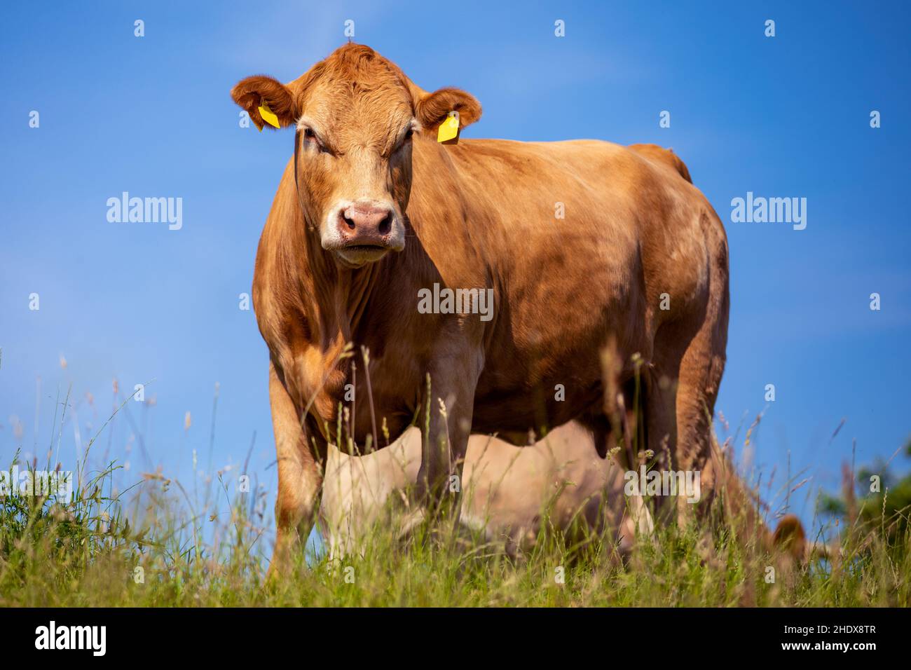cattle, domestic cattle, cattles, livestock, domestic cattles Stock ...