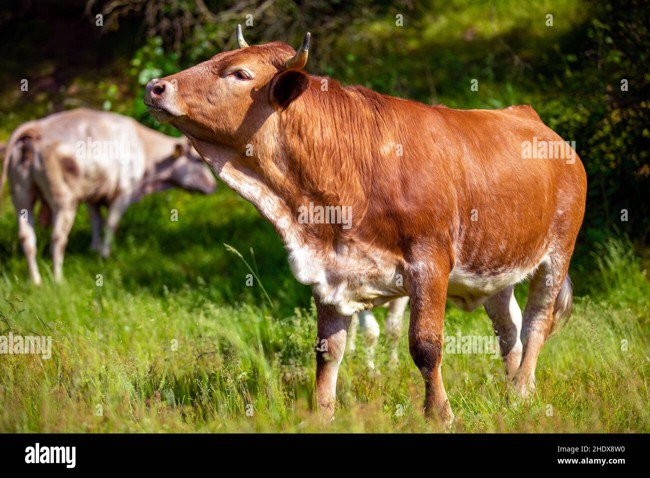 cattle, bull, cattles, livestock, bulls Stock Photo - Alamy