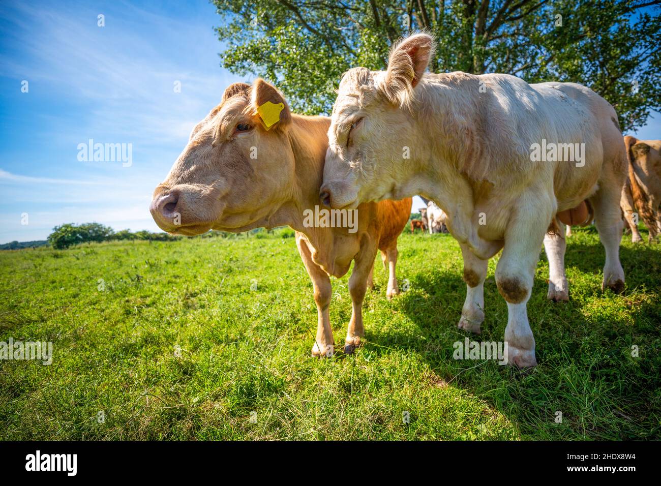 Two cows cow hi-res stock photography and images - Alamy