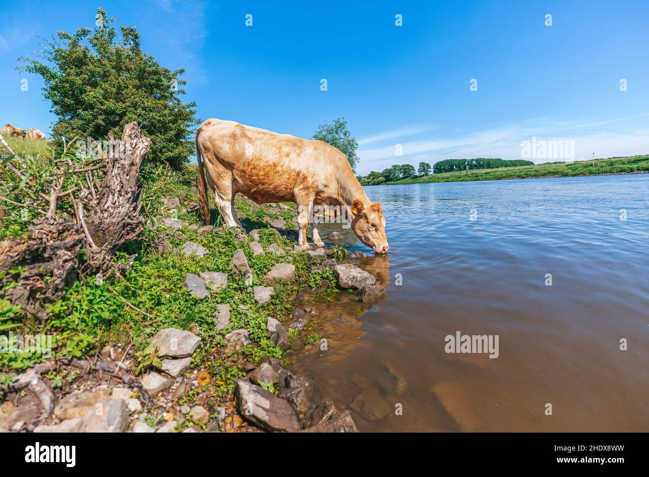 drinking, cow, river, to drink, cows, rivers Stock Photo - Alamy