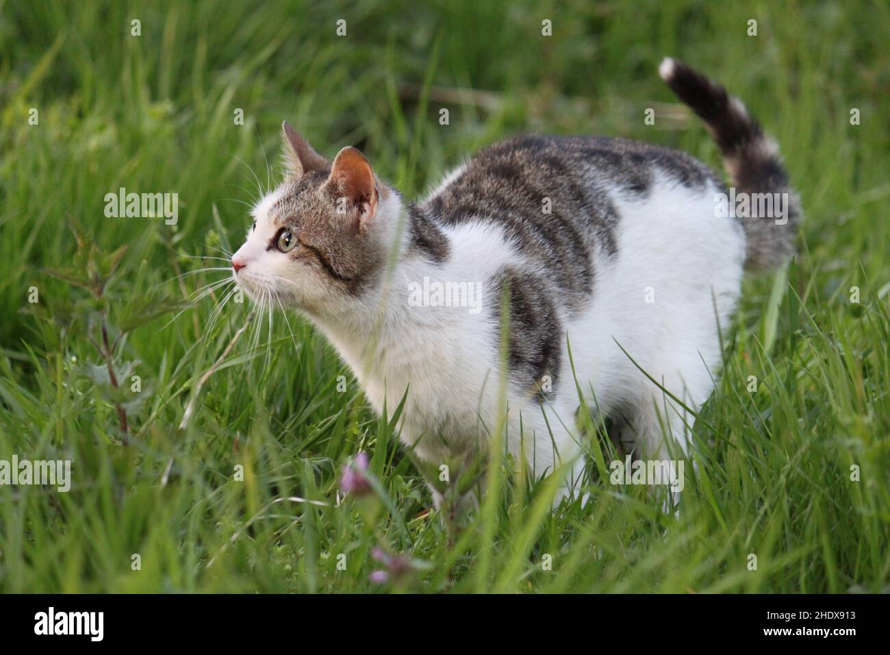 cat, free range, cats Stock Photo - Alamy