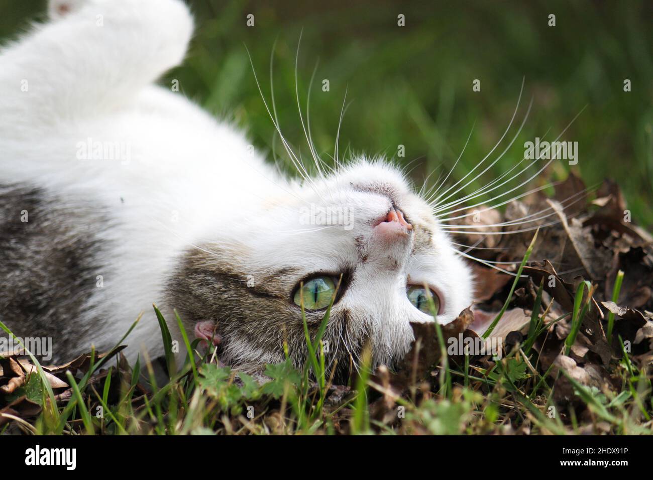 cat, free range, cats Stock Photo - Alamy