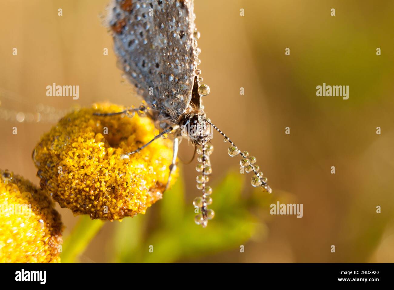 Butterfly with waterdrops hi-res stock photography and images - Alamy