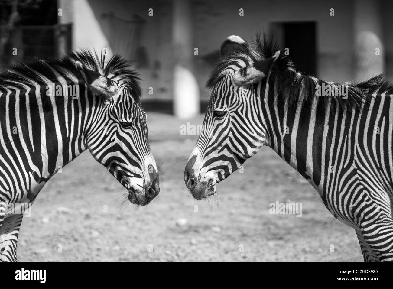 Zebra side view Black and White Stock Photos & Images - Alamy