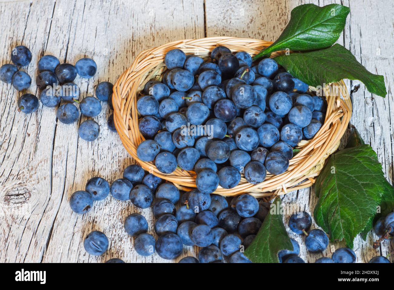 prunus spinosa, blackthorn, prunus spinosas, blackthorns Stock Photo ...