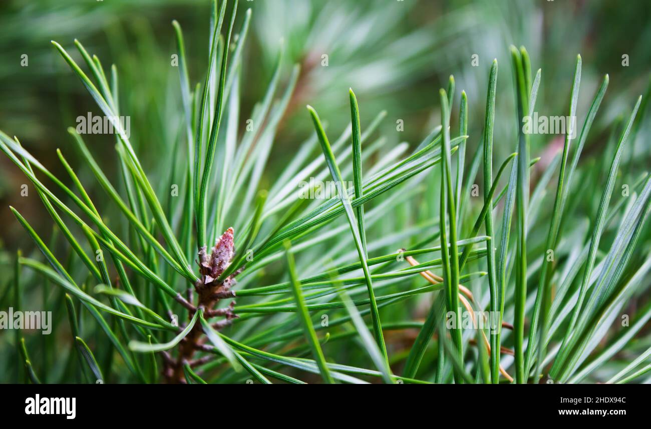 Fir tree needle on hi-res stock photography and images - Alamy