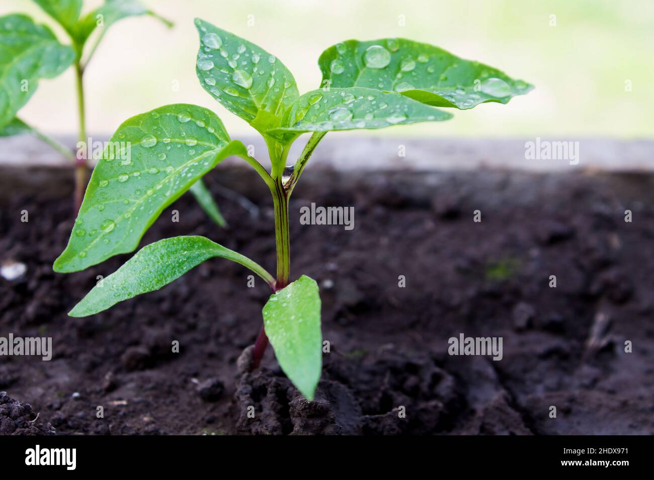 seedling, Chili plant, sapling, seedlings Stock Photo - Alamy