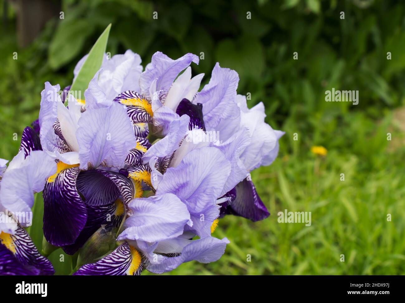 Iris sanguinea hi-res stock photography and images - Alamy