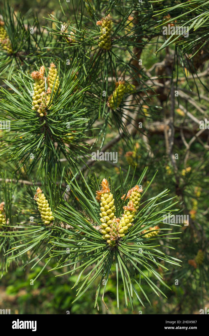 coniferous tree, spruce needle, coniferous trees, spruce needles Stock ...