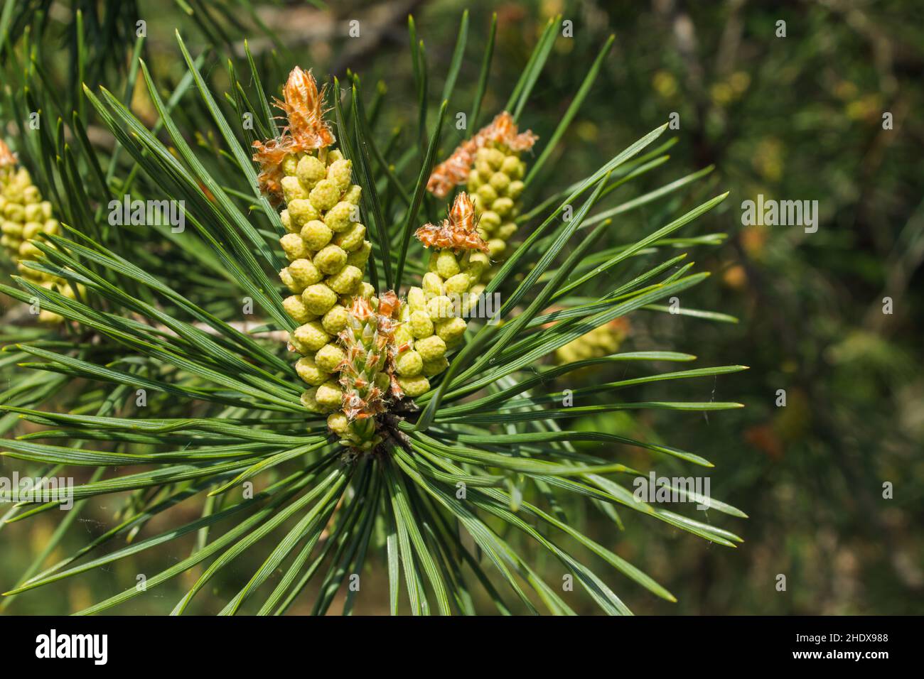 coniferous tree, branch, coniferous trees, branchs Stock Photo - Alamy