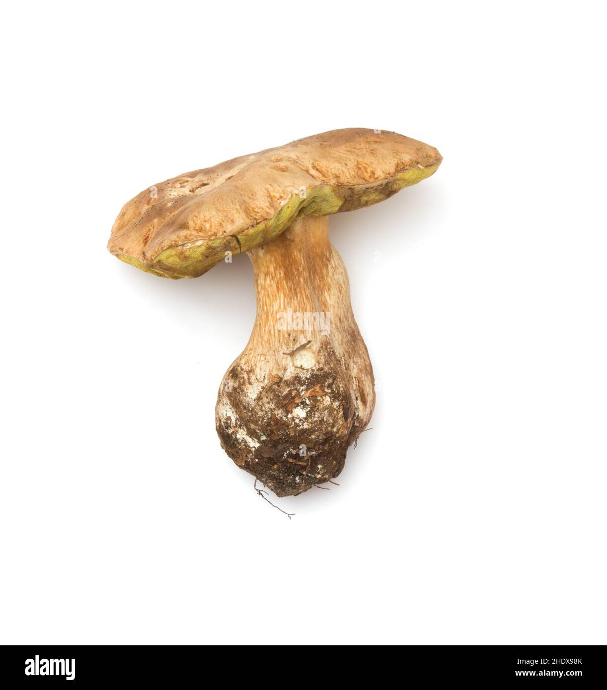 cepe, mushroom season, cepes, mushroom seasons Stock Photo - Alamy
