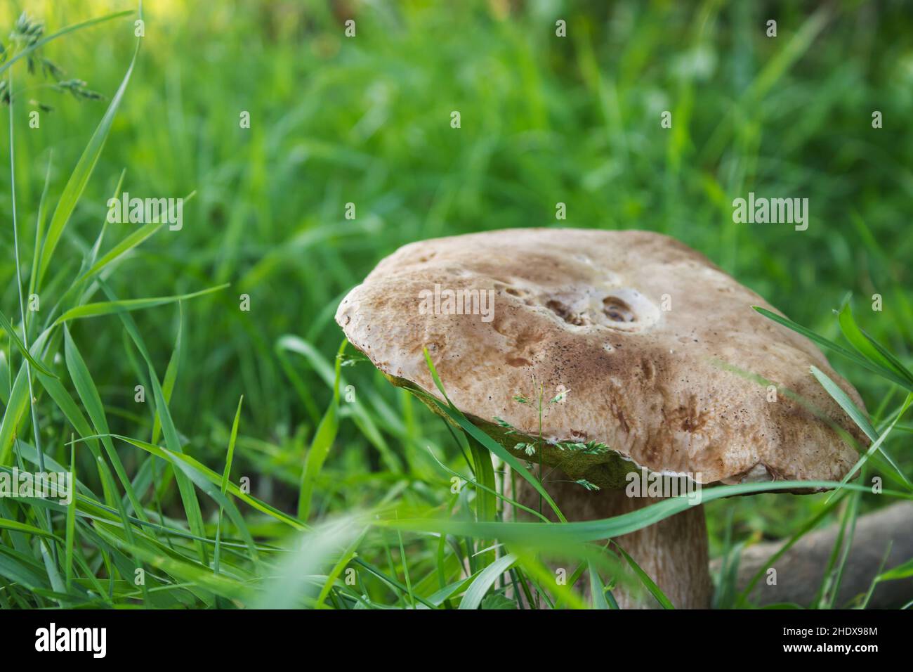 cepe, mushroom season, cepes, mushroom seasons Stock Photo - Alamy