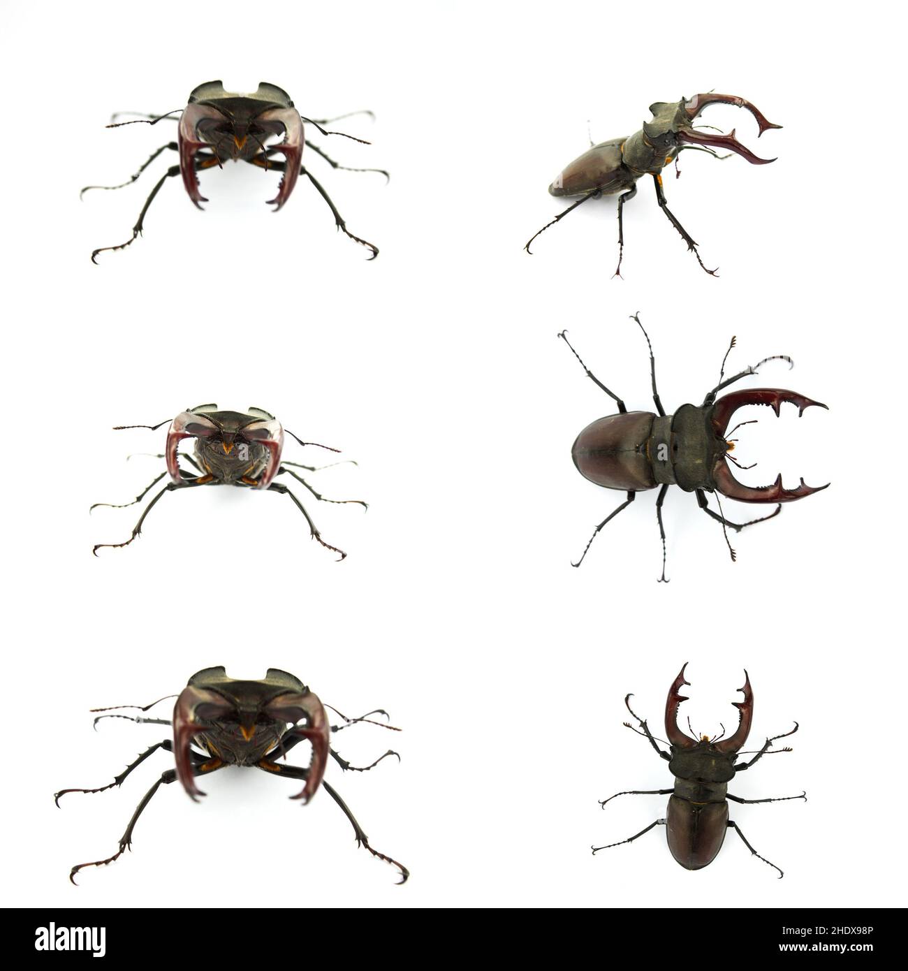 Endangered Cut Out Stock Images & Pictures - Alamy