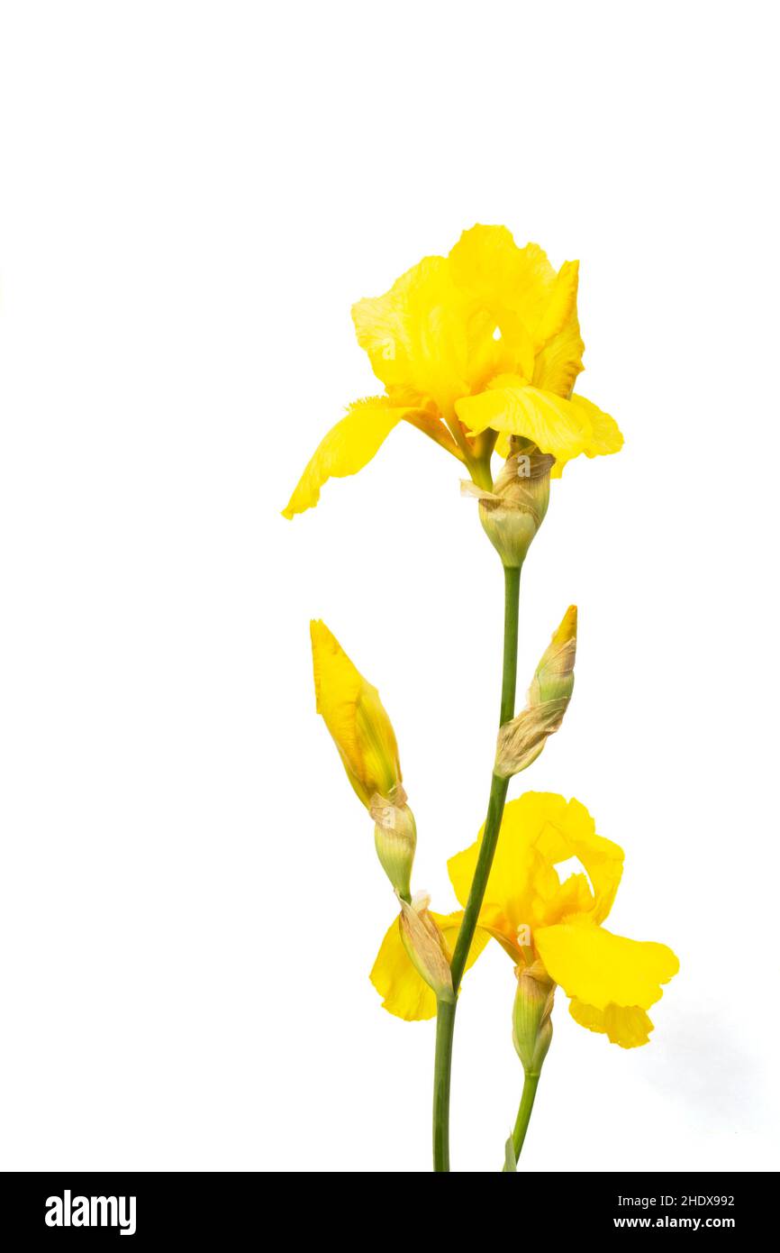 Iris lilies Cut Out Stock Images & Pictures - Alamy