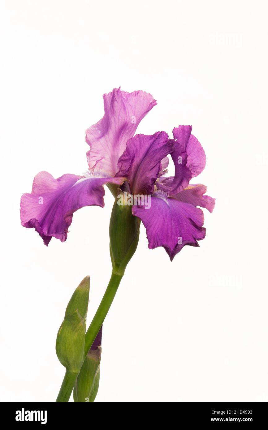 Iris lilies Cut Out Stock Images & Pictures - Alamy